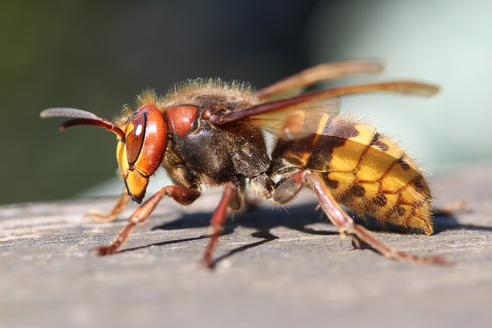 Hornet Dream Meaning And Interpretation Dream Glossary