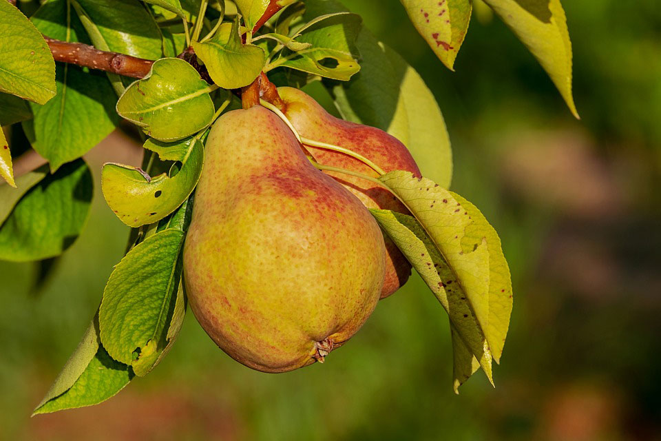 What Does It Mean to Dream of a Pear? | Dream Glossary