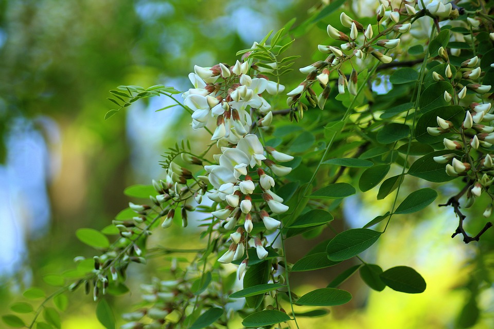 What Does It Mean to Dream of Acacia? | Dream Glossary