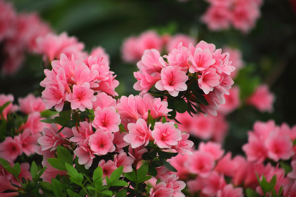 Azalea in Dreams - Meaning and Explanation | Dream Glossary