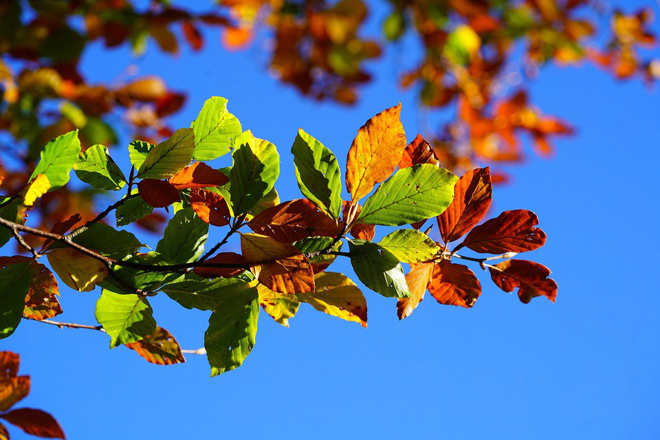 Beech in a Dream – Meaning and Symbolism | Dream Glossary