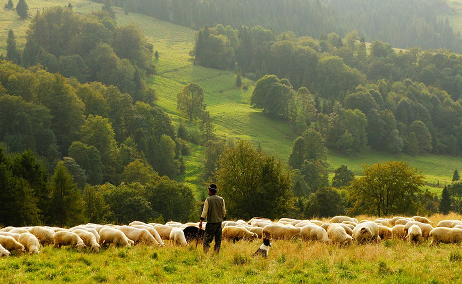 Shepherd in a Dream – Meaning and Symbolism | Dream Glossary