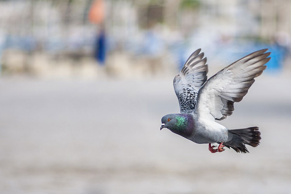 Pigeons in a Dream – Meaning and Symbolism | Dream Glossary