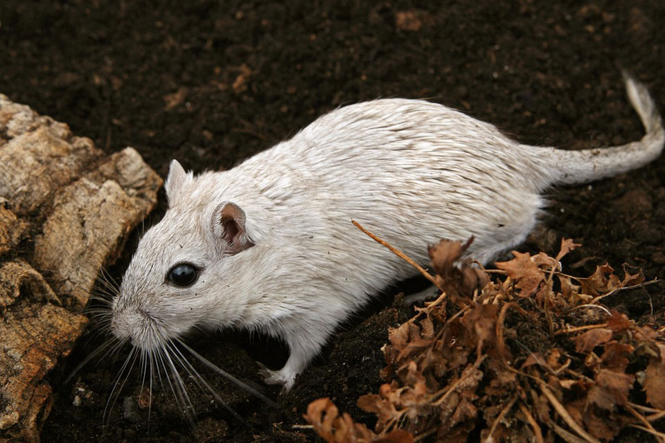 What Does It Mean to Dream of a Vermin? | Dream Glossary