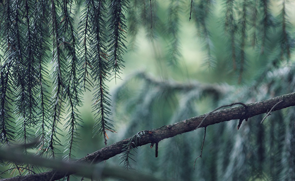 Branch – Dream Meaning and Symbolism | Dream Glossary