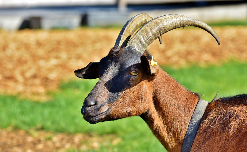 To Dream About Billy Goat Meaning And Symbolism Dream Glossary