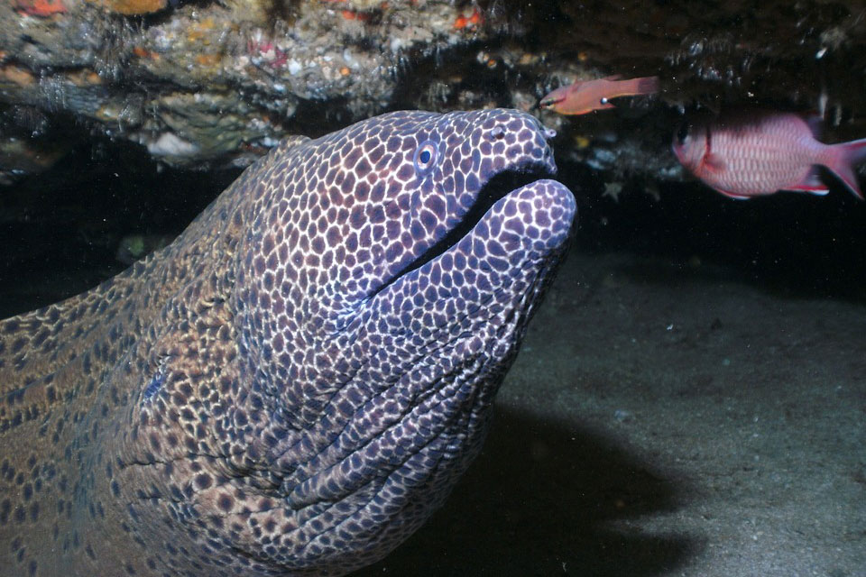 Eel - Dream Meaning and Explanation | Dream Glossary