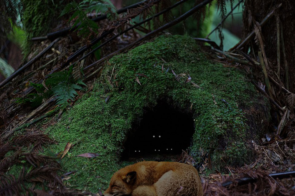 Lair - Dream Meaning and Symbolism | Dream Glossary