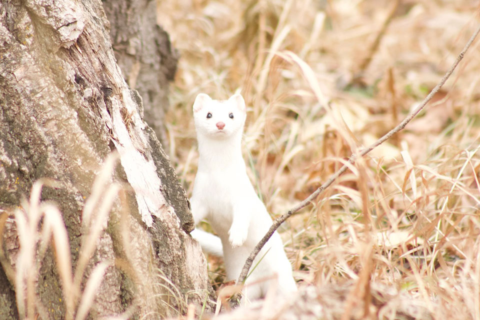 To Dream of a Weasel - Meaning and Symbolism | Dream Glossary