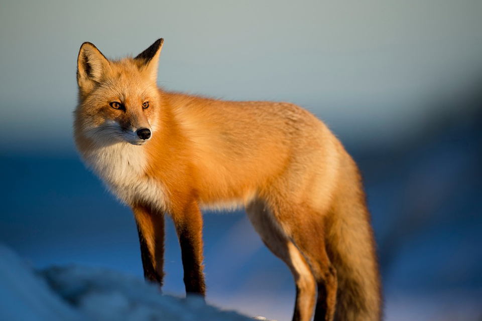 Fox – Dream Meaning and Interpretation | Dream Glossary