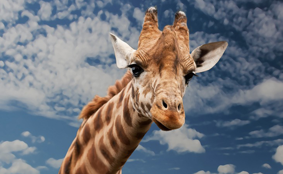 Giraffe in a Dream – Meaning and Symbolism | Dream Glossary