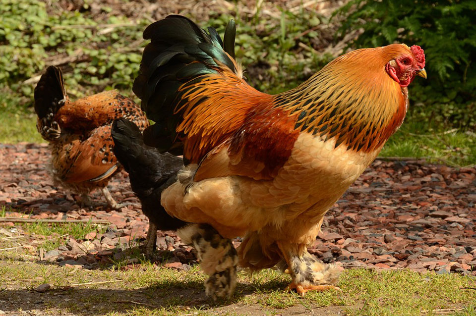 Clucking or Cackling – Dream Meaning and Interpretation | Dream Glossary