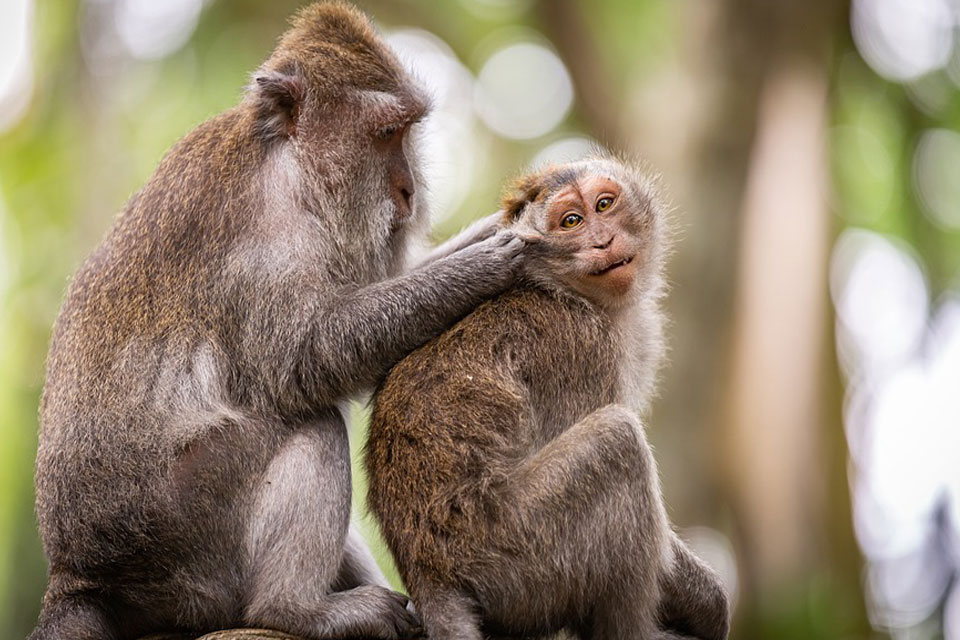 Monkey – Dream Meaning and Interpretation | Dream Glossary