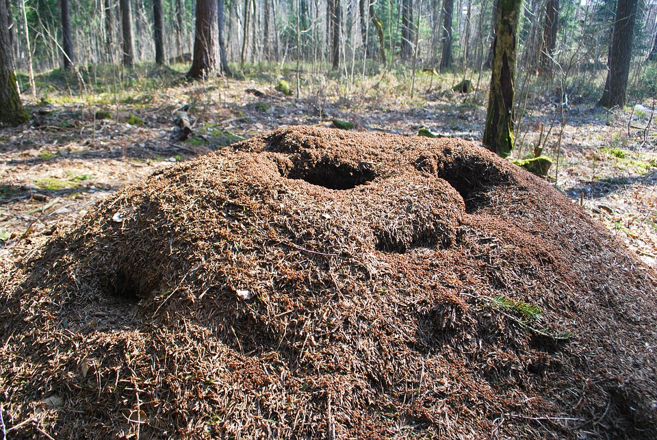 Anthill in a Dream - Meaning and Explanation | Dream Glossary