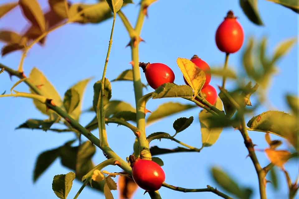 Dreams about Rosehip - Meaning and Symbolism | Dream Glossary