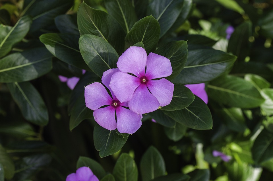 What Does It Mean to Dream of Periwinkle? | Dream Glossary