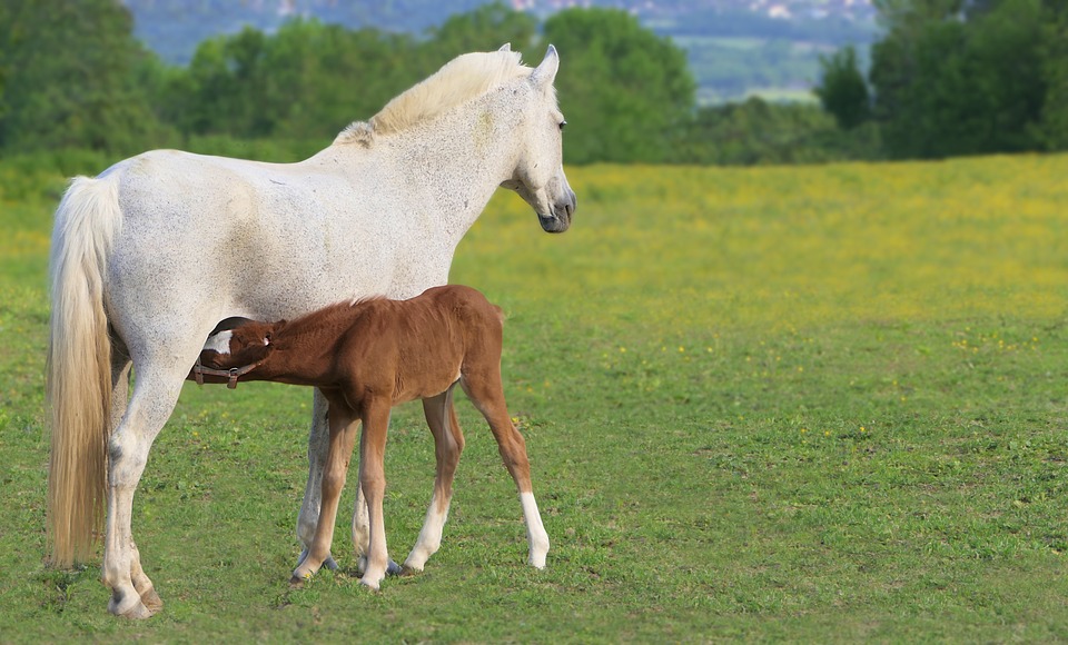 Foal - Dream Meaning and Interpretation | Dream Glossary