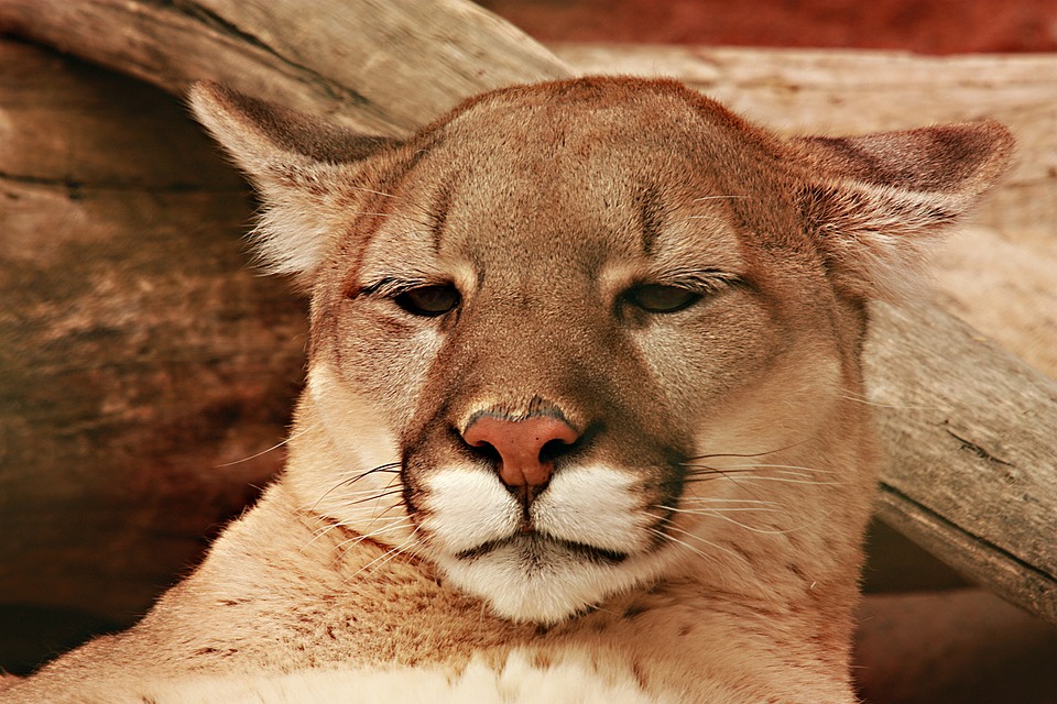 Meaning of Cougar or Puma in a Dreams | Dream Glossary