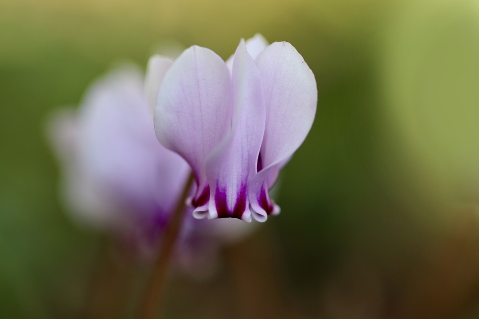 Cyclamen Plant - Dream Meaning and Symbolism | Dream Glossary