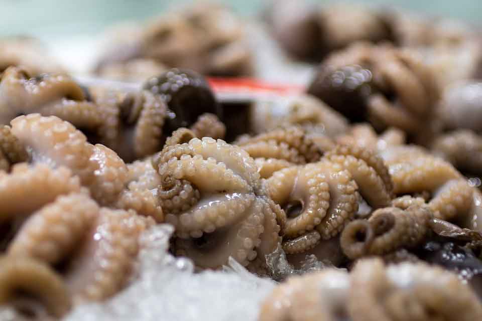 Octopus - Dream Meaning and Explanation | Dream Glossary